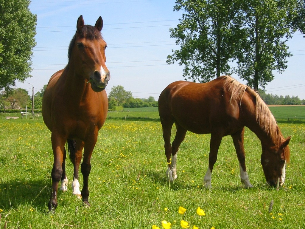 Semence pour prairie - Chevaux N°2 - sol frais - Jardinet