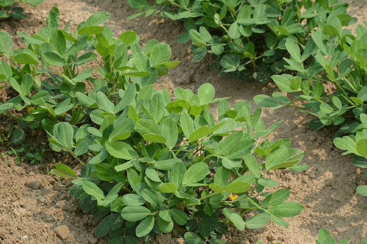 Tout savoir sur les arachides