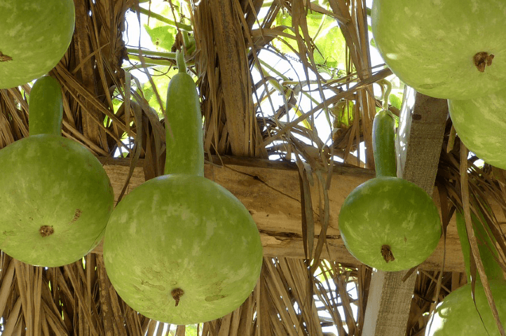 Tout savoir sur la calebasse