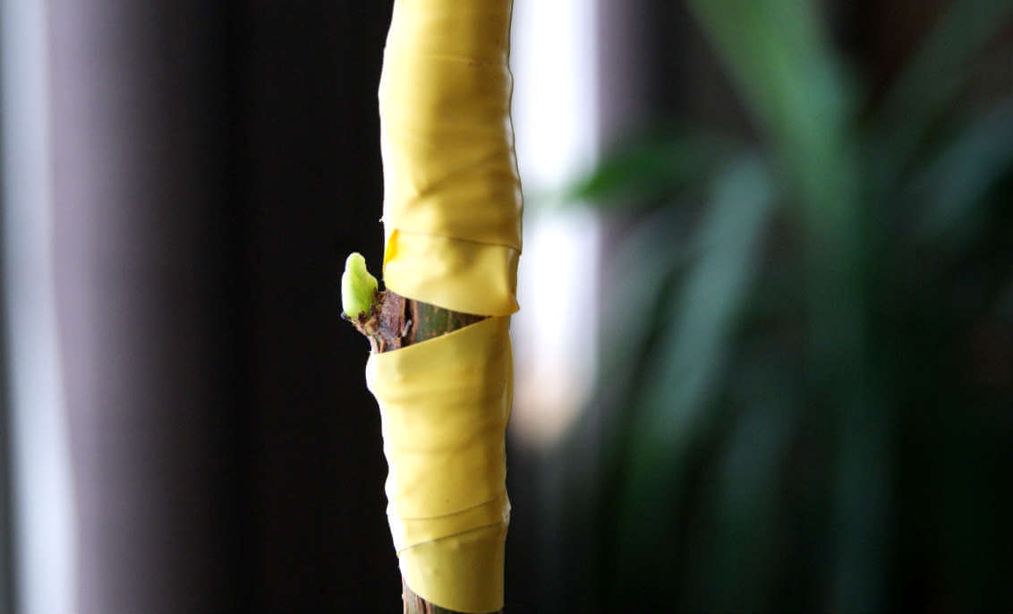 Comment réussir votre greffe