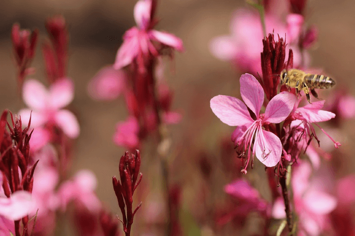 Tout savoir sur le gaura
