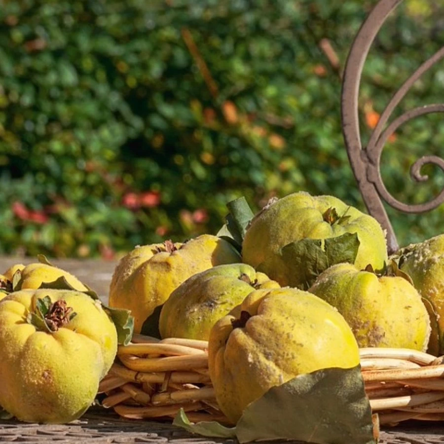 Tout savoir sur le coing