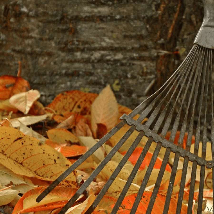 Les outils et gestes pour ramasser les feuilles