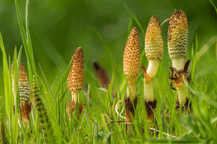 Tout savoir sur la prêle