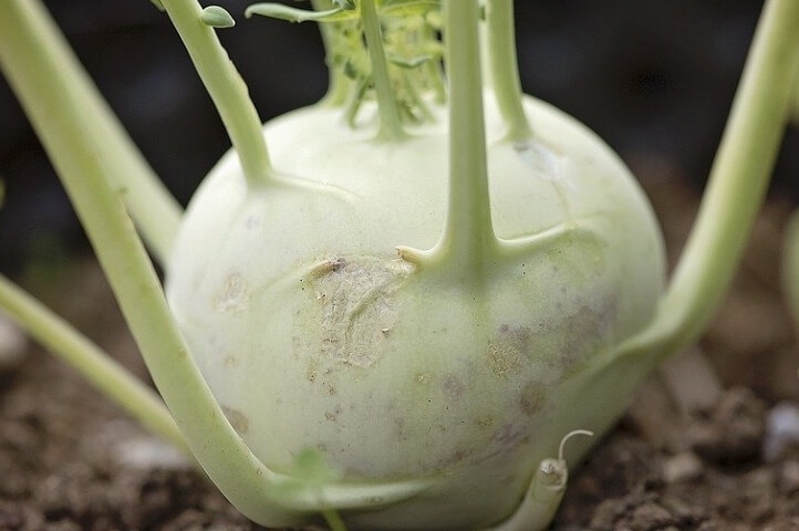 Tout savoir sur le chou-rave