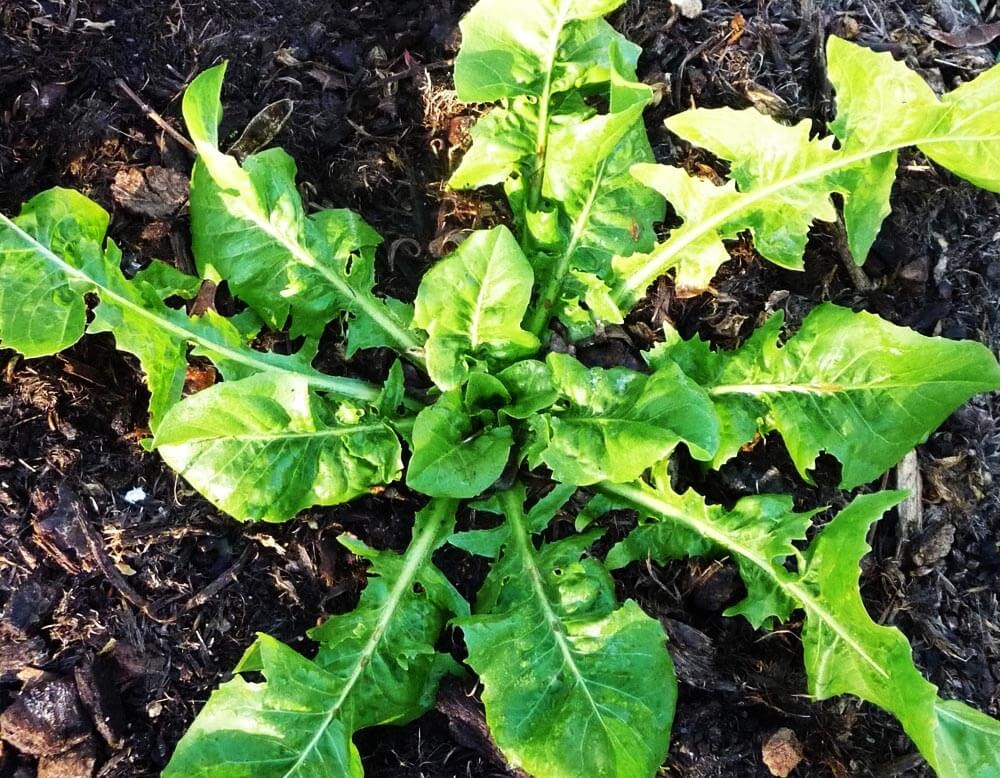 Tout savoir sur la chicorée sauvage amère