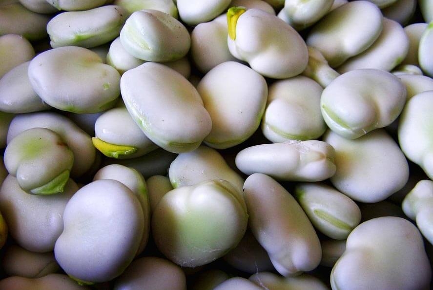 Tout savoir sur la fève