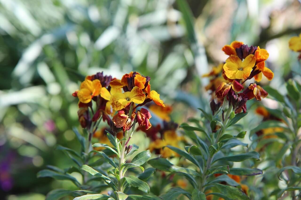 Tout savoir sur la giroflée