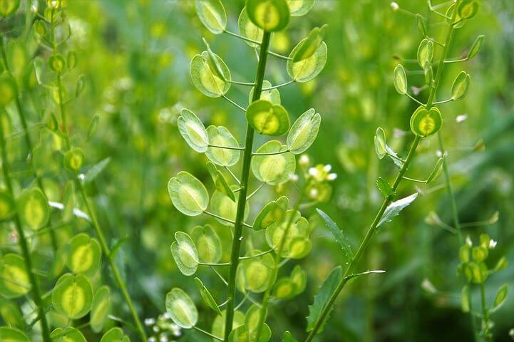 Tout savoir sur le Thlaspi