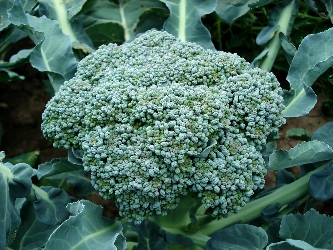 Tout savoir sur le brocoli