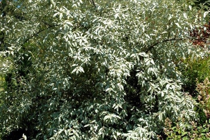 Tout savoir sur le chalef