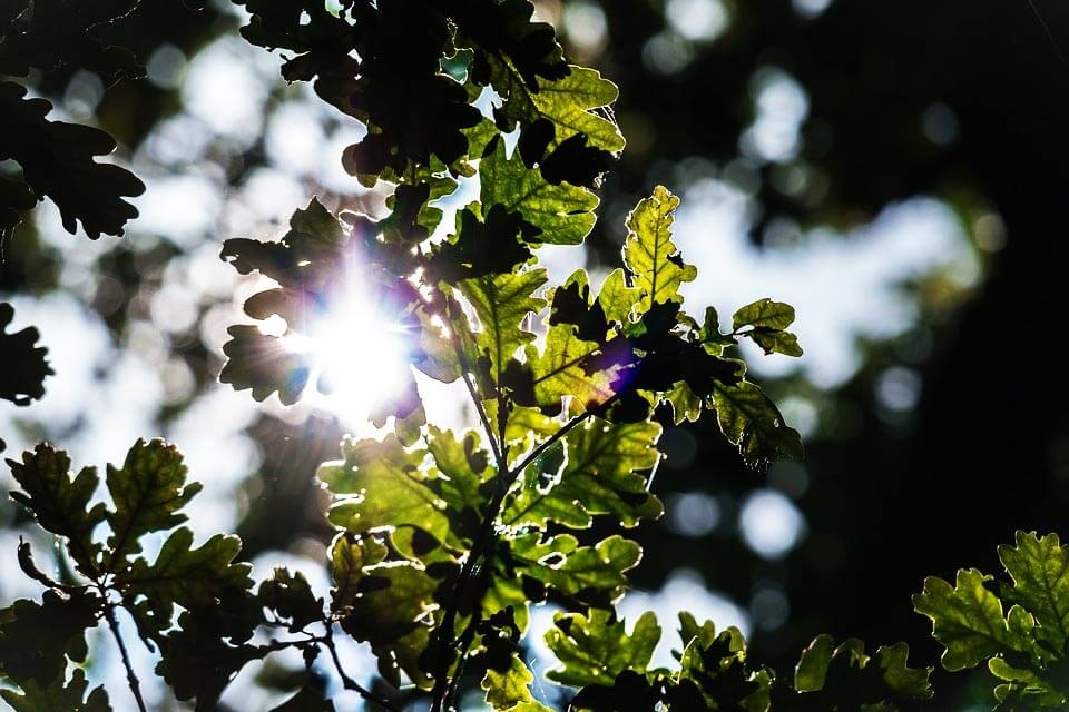 Tout savoir sur le chêne