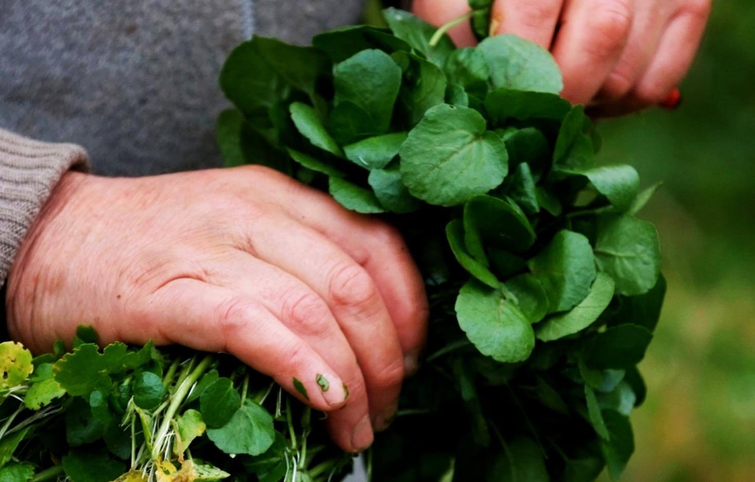 Tout savoir sur le cresson