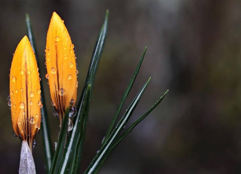 Tout savoir sur le crocus