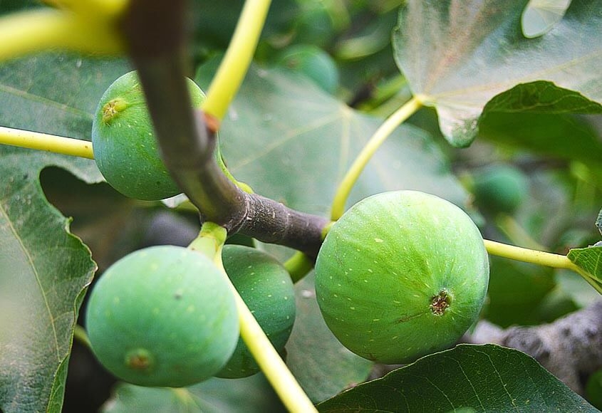 Tout savoir sur le figuier