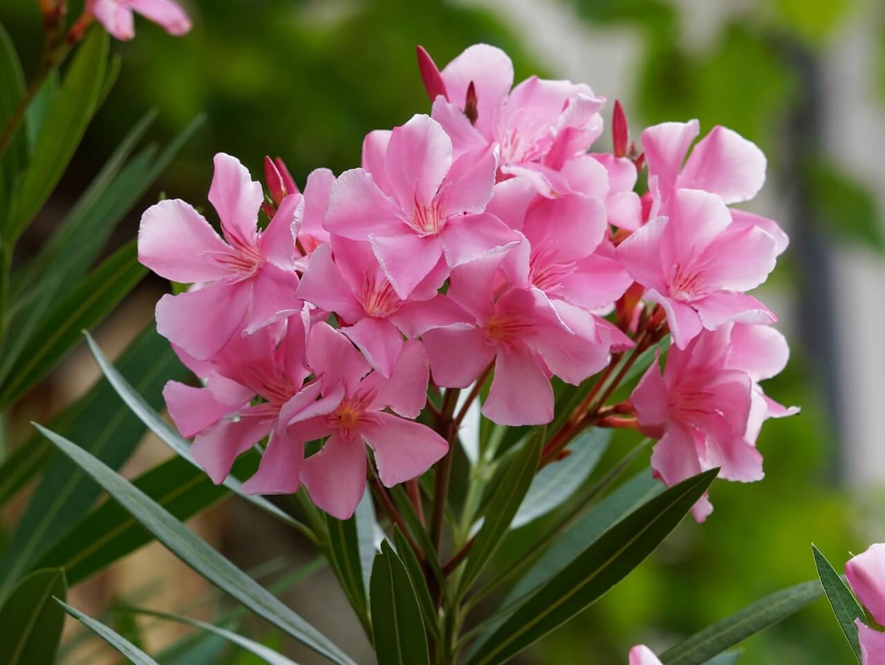 Tout savoir sur le laurier-rose