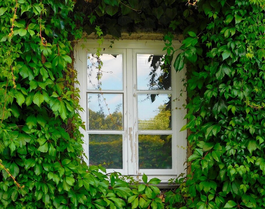 Tout savoir sur le lierre