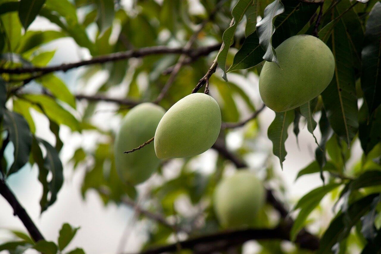 Tout savoir sur le manguier