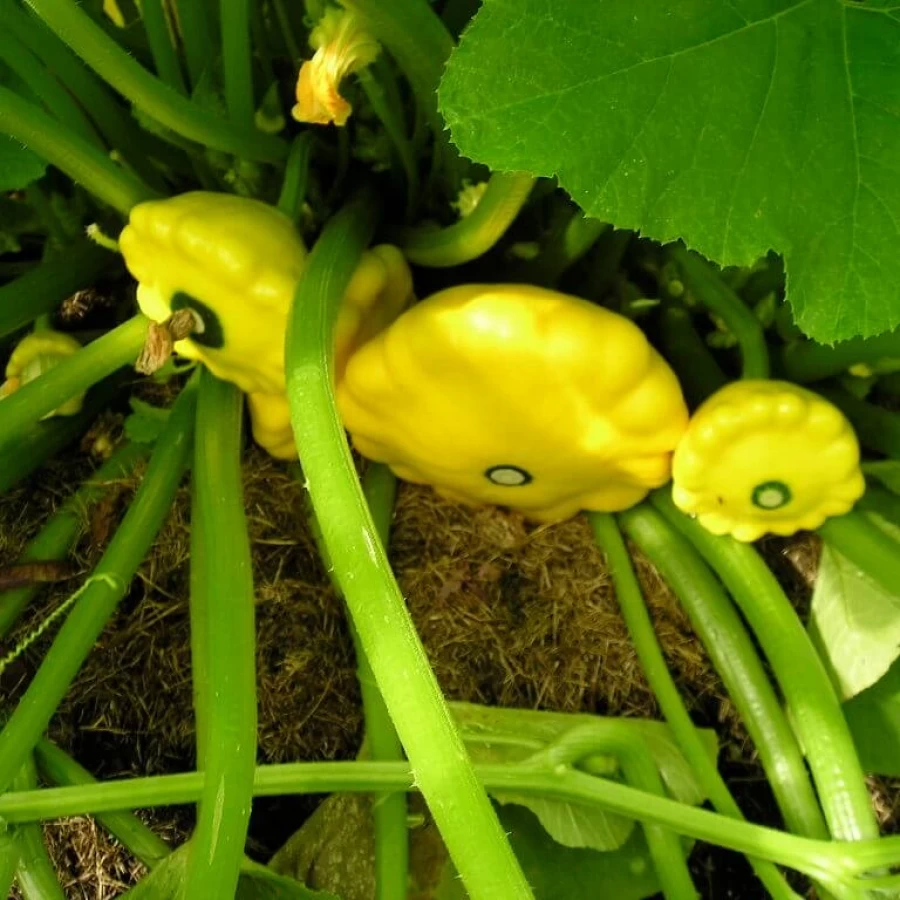 Tout savoir sur le pâtisson