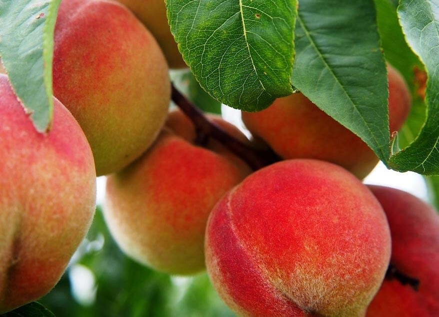 Tout savoir sur le pêcher