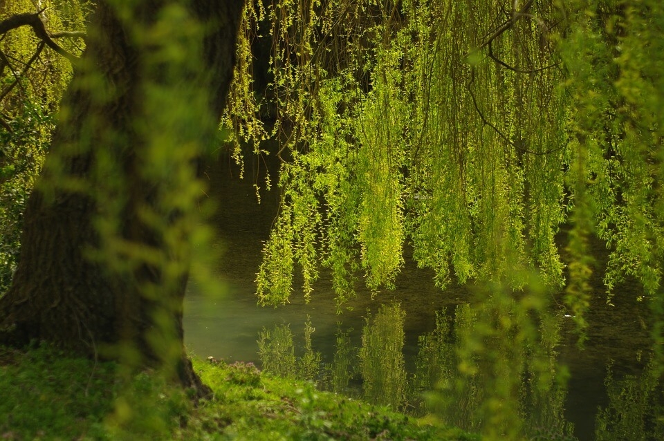 Tout savoir sur le saule
