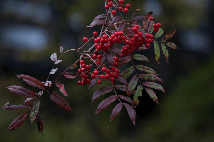 Tout savoir sur le sorbier