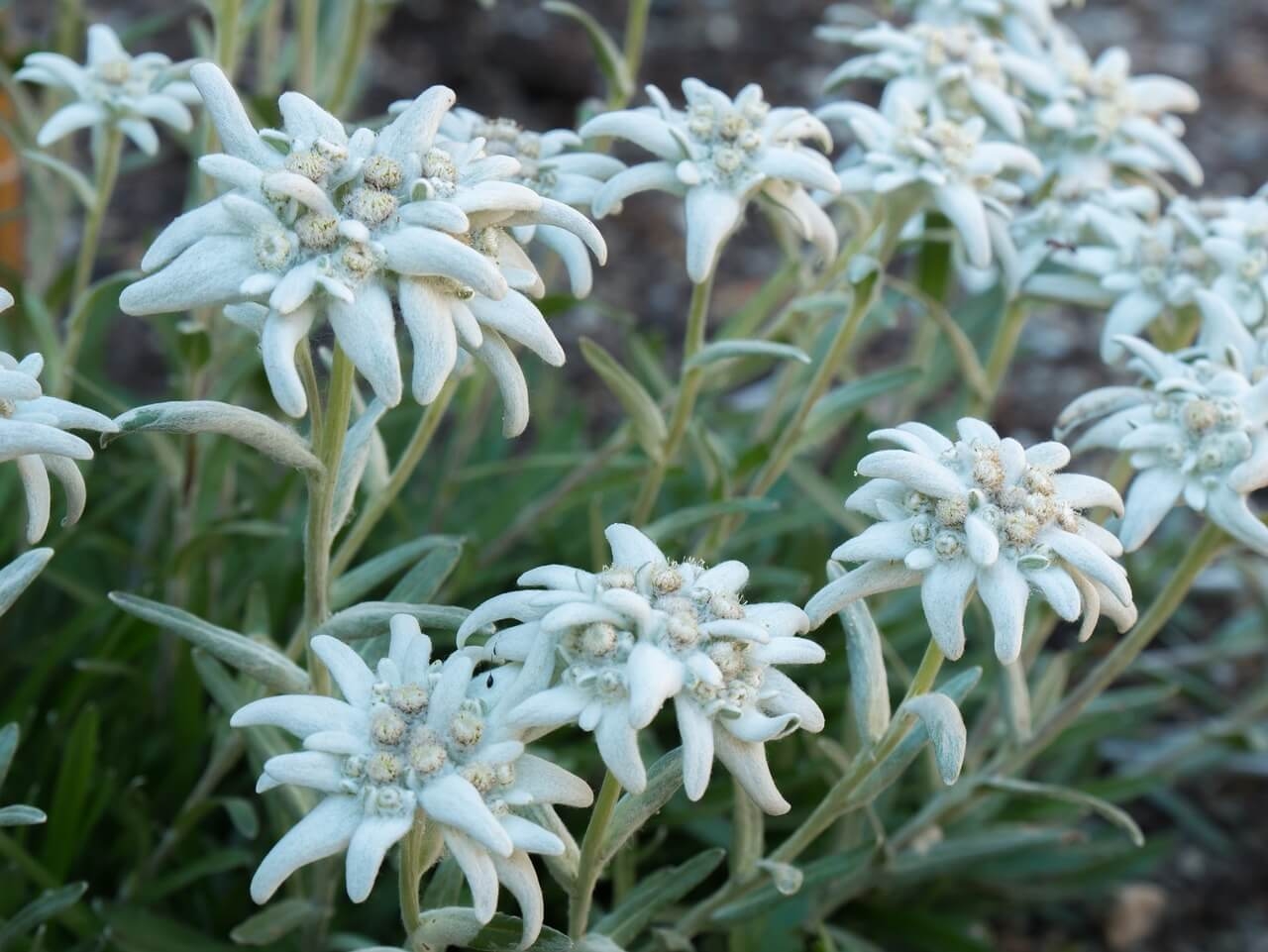 Tout savoir sur l’edelweiss
