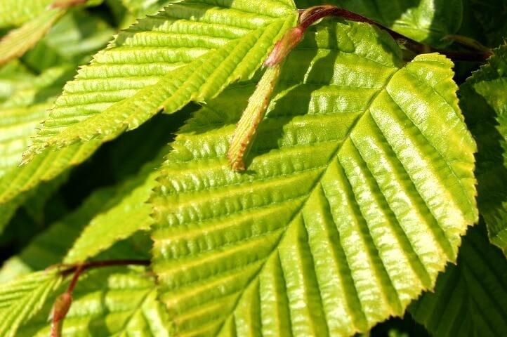 Tout savoir sur le charme