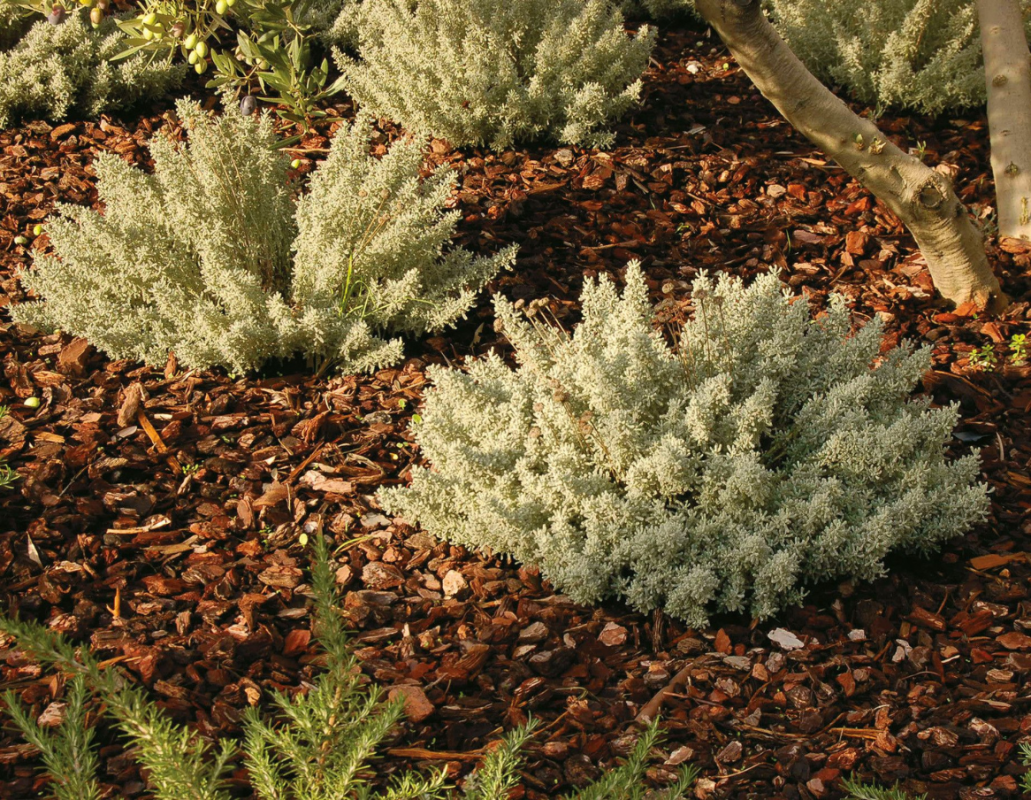 Quel paillage pour quelle zone du jardin ? - Jardinet
