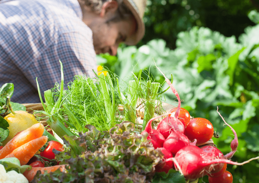 Comment récolter vos fruits